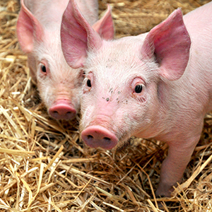 Schweinefutter | Uitz – Mühle – Futter – Landesprodukte